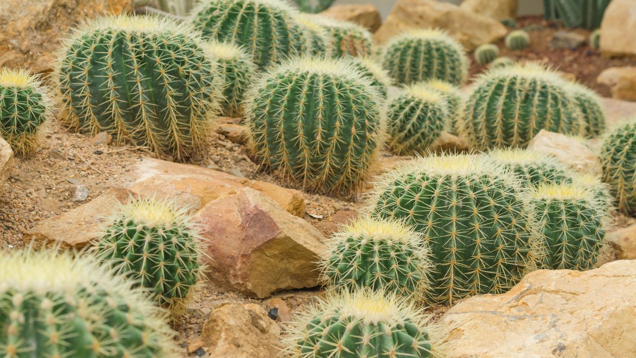 10 Best Types of Cactus Flowers That Will Take Your Breath Away!