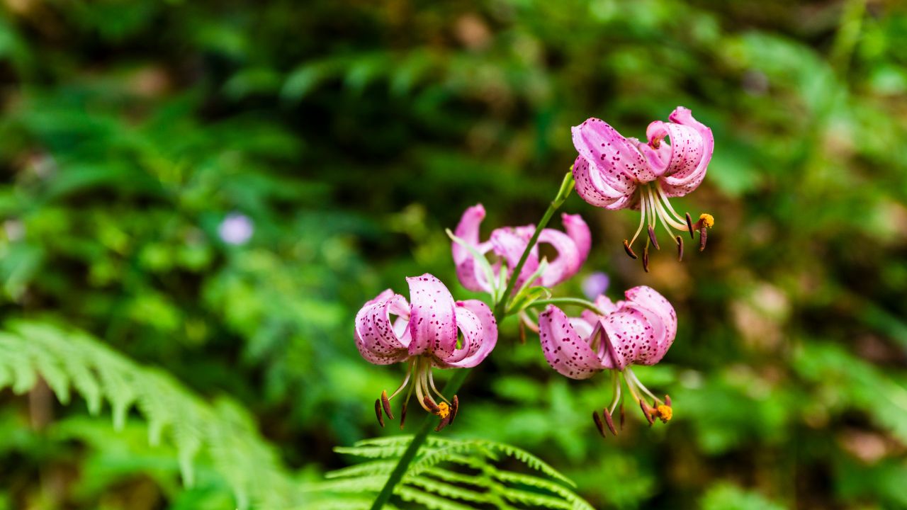 9 Most Beautiful Types of Lilies