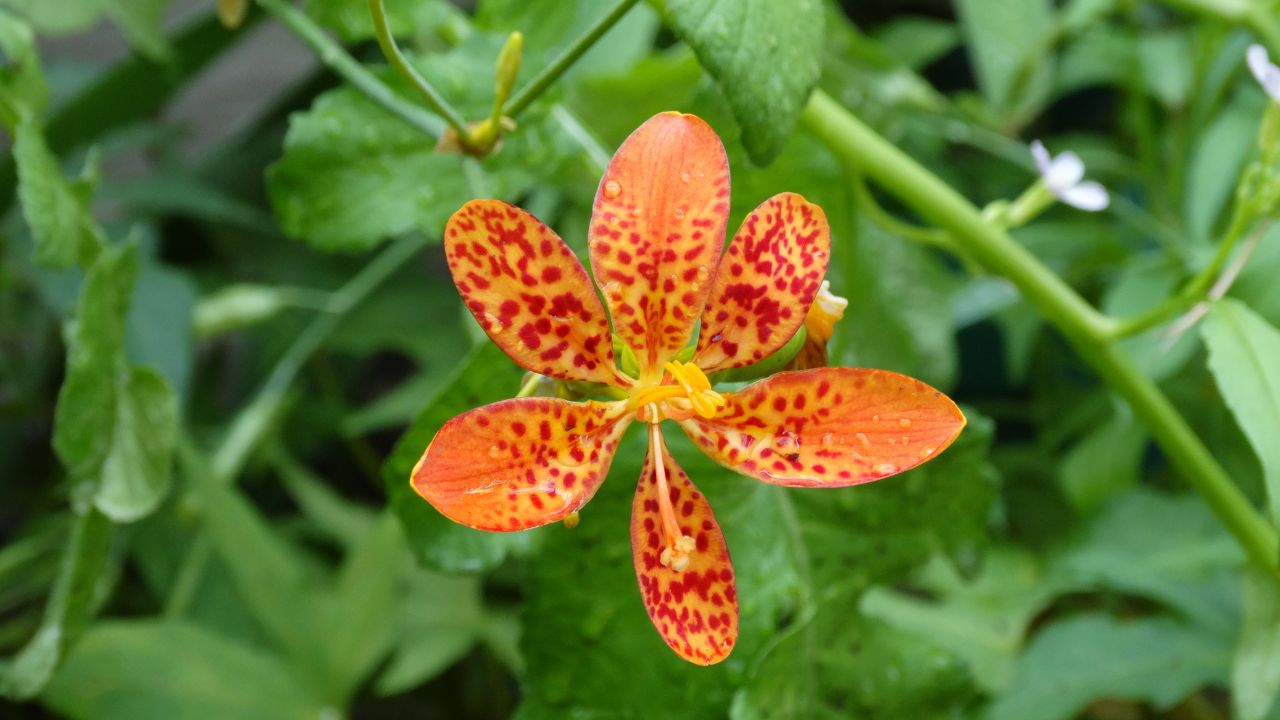9 Most Beautiful Types of Lilies