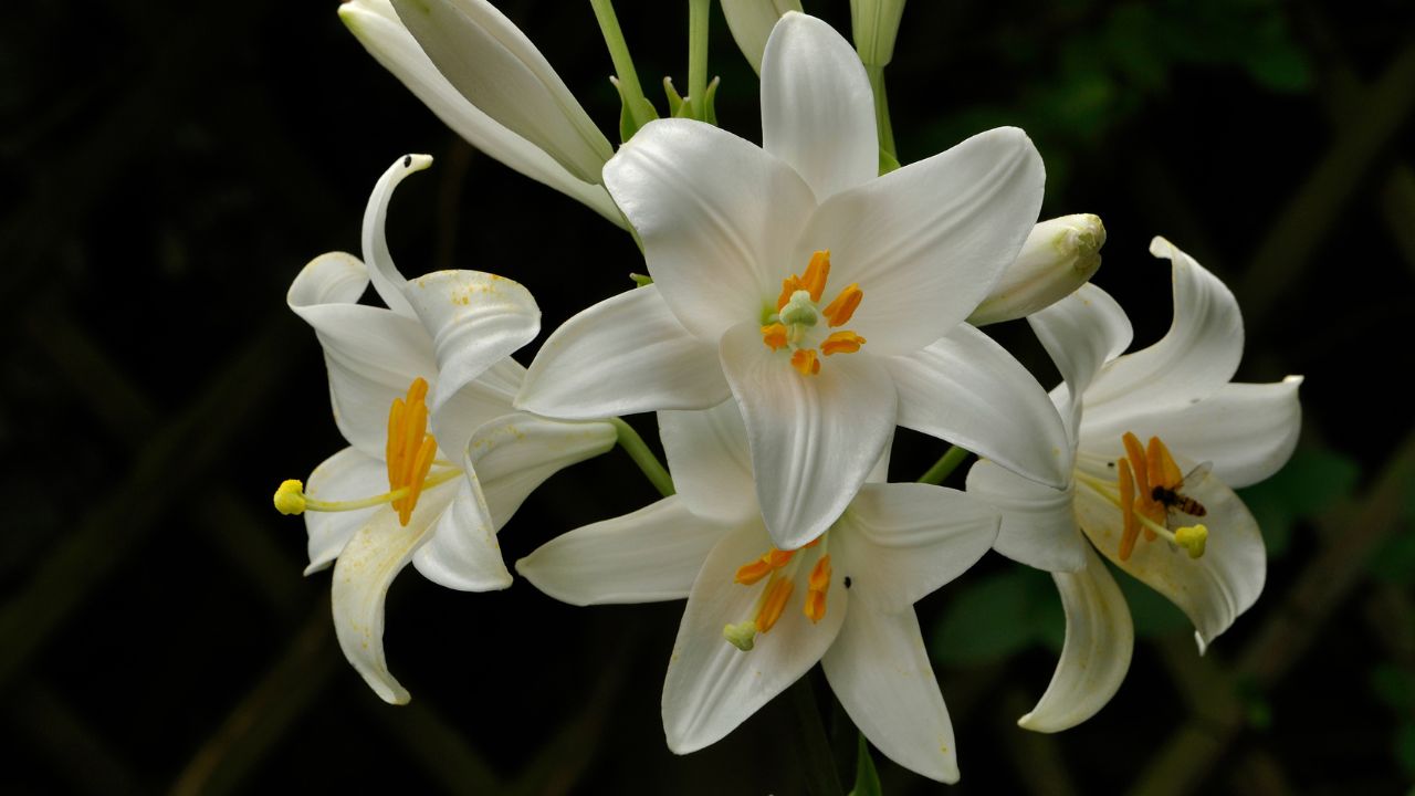 9 Most Beautiful Types of Lilies