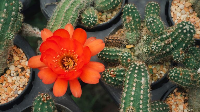 10 Best Types of Cactus Flowers That Will Take Your Breath Away!