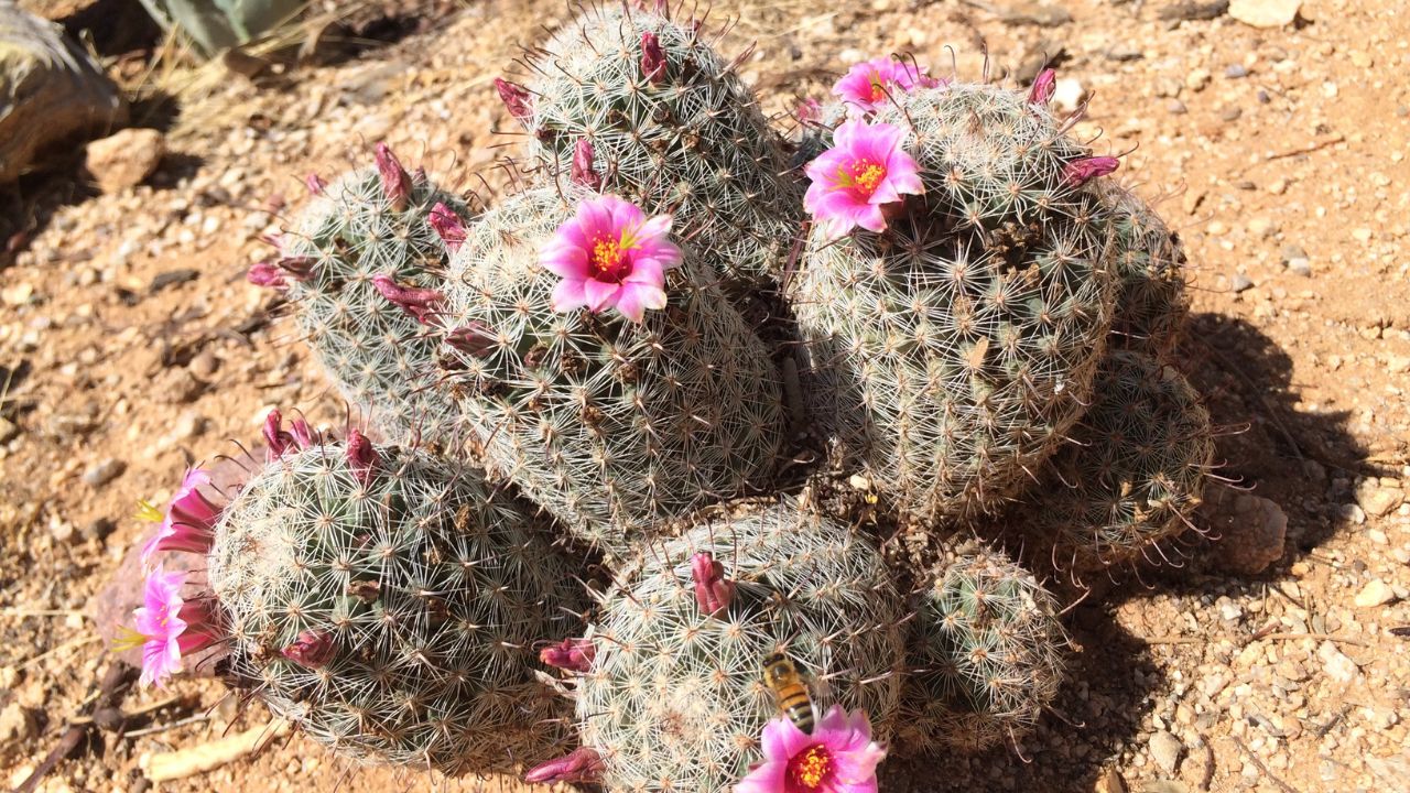 10 Best Types of Cactus Flowers That Will Take Your Breath Away!