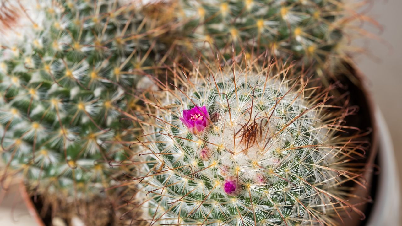 10 Best Types of Cactus Flowers That Will Take Your Breath Away!