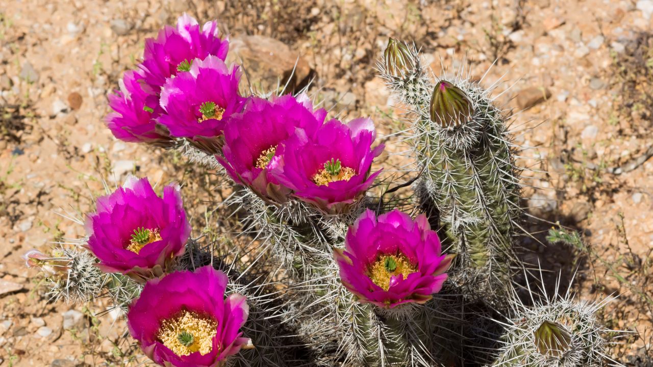 10 Best Types of Cactus Flowers That Will Take Your Breath Away!