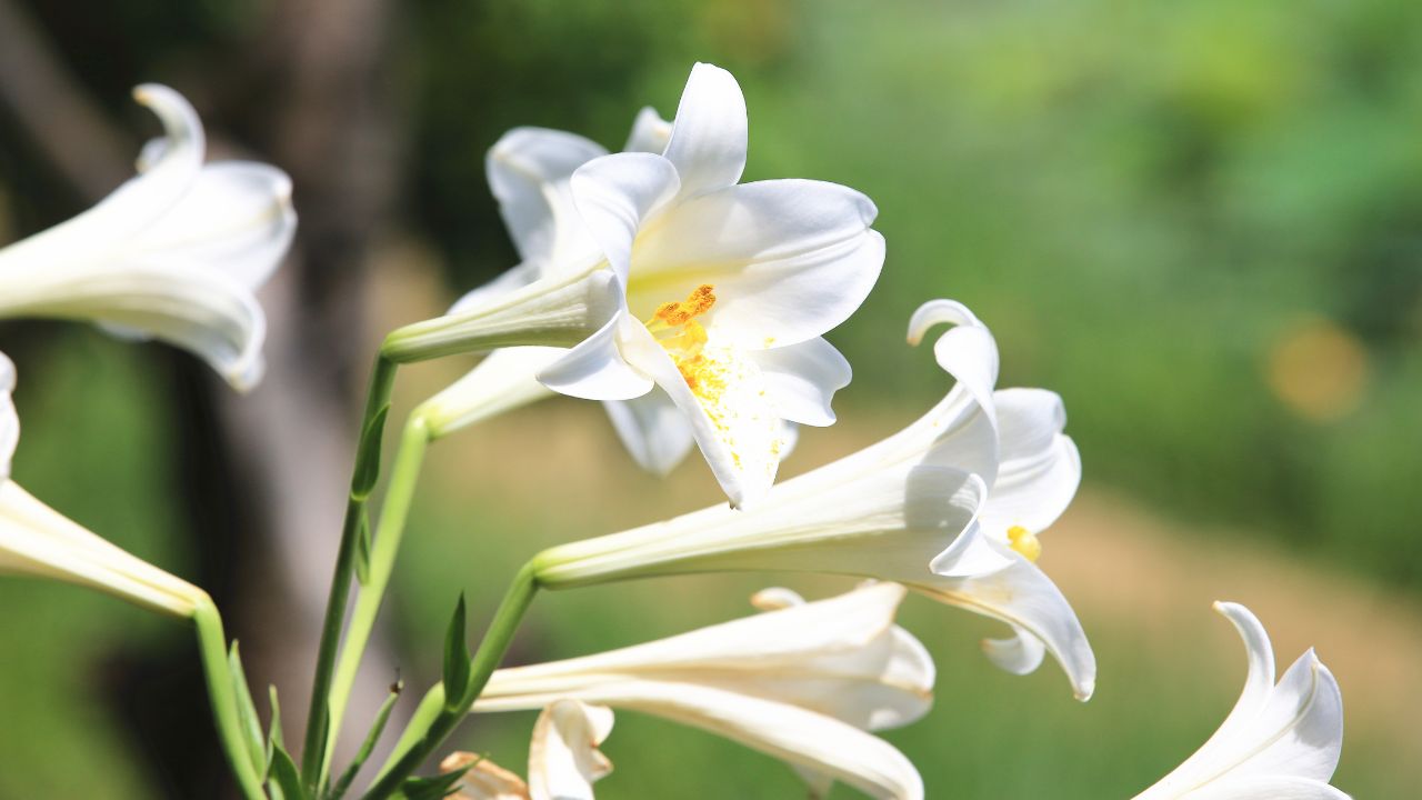 9 Most Beautiful Types of Lilies