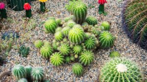 10 Best Types of Cactus Flowers That Will Take Your Breath Away!