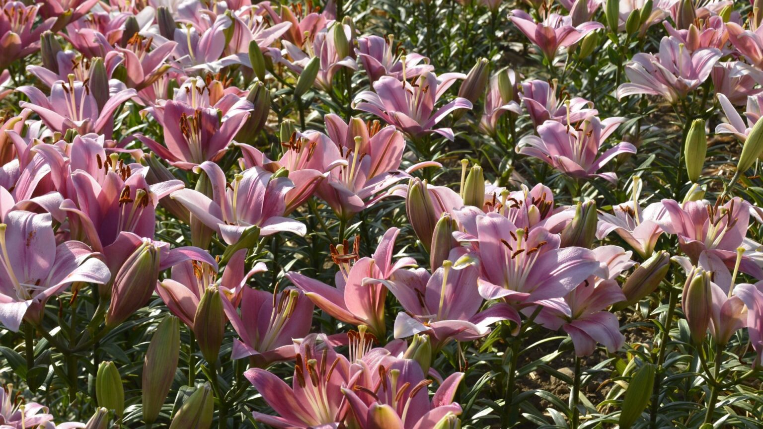 9 Most Beautiful Types of Lilies