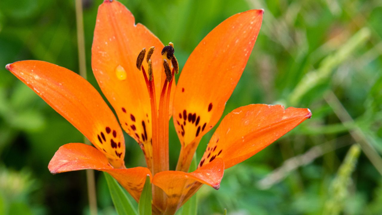 9 Most Beautiful Types of Lilies